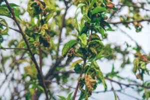 Magnolia Tree Diseases: What Affects Your Magnolia Tree?