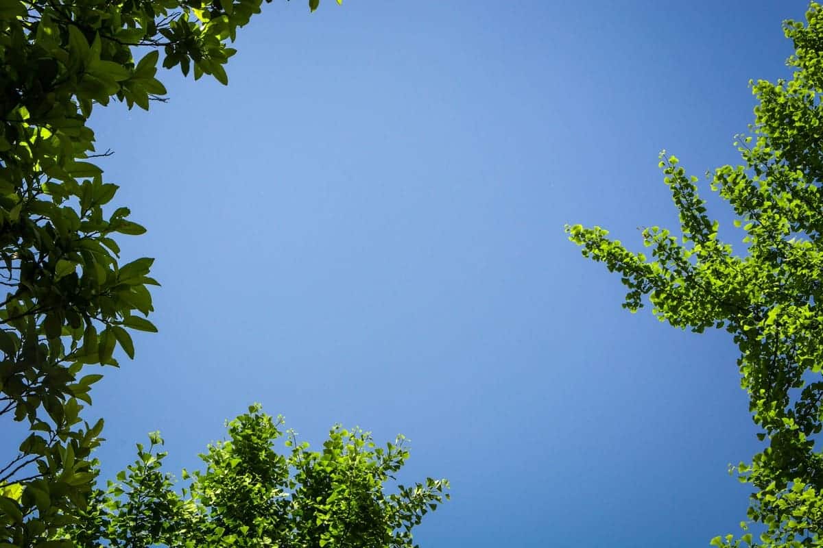 Can I Throw Neighbors’ Tree Branches Back in Their Yard in NJ? Can I Throw Neighbors’ Tree Branches Back in Their Yard in NJ?