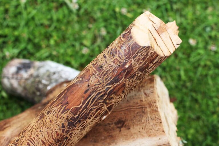 Oak Tree Borers Treatment DIY: 11 Secrets for Tree Longevity